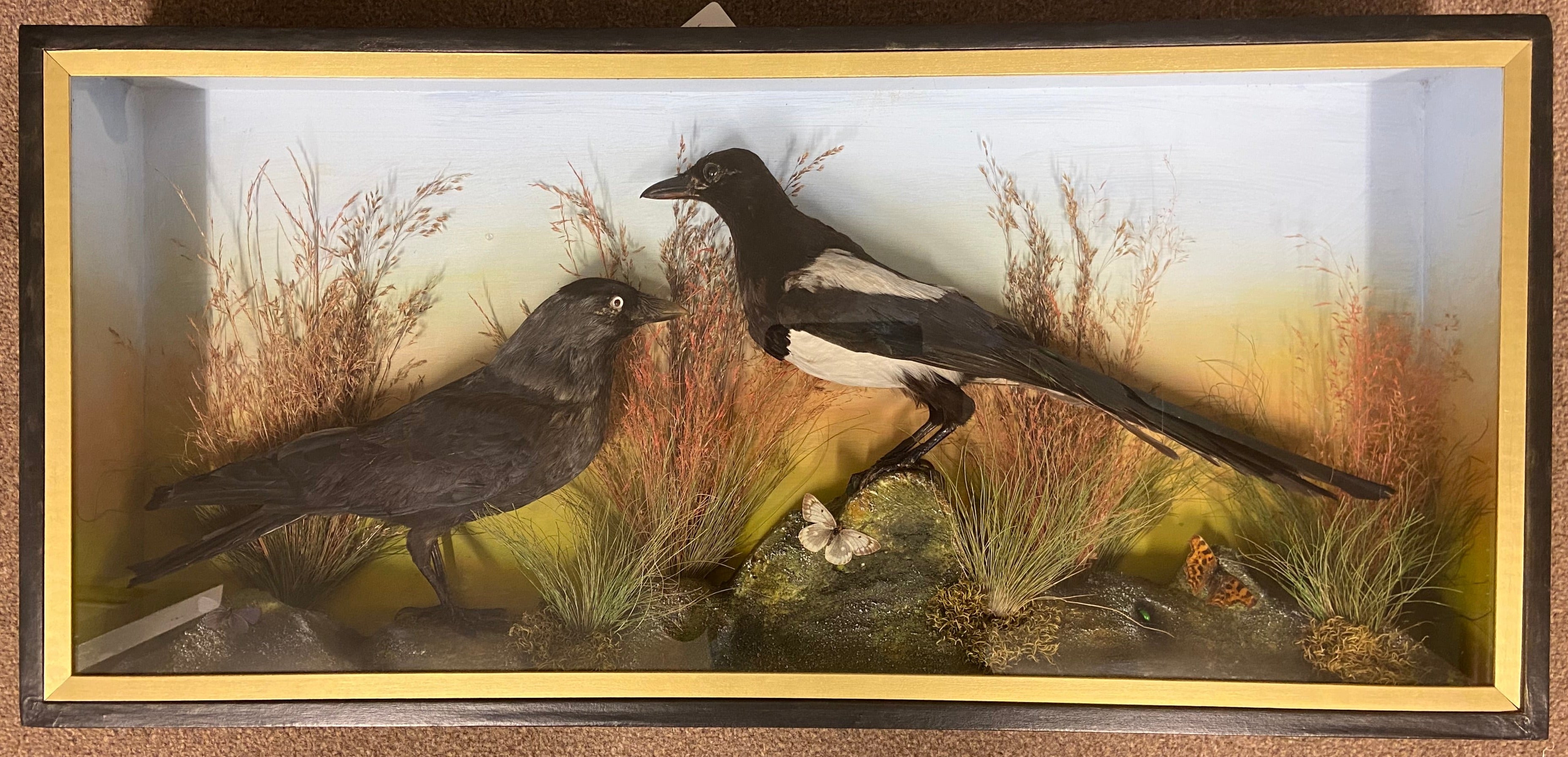 Taxidermy Jackdaw & Magpie – Marsh Farm Country